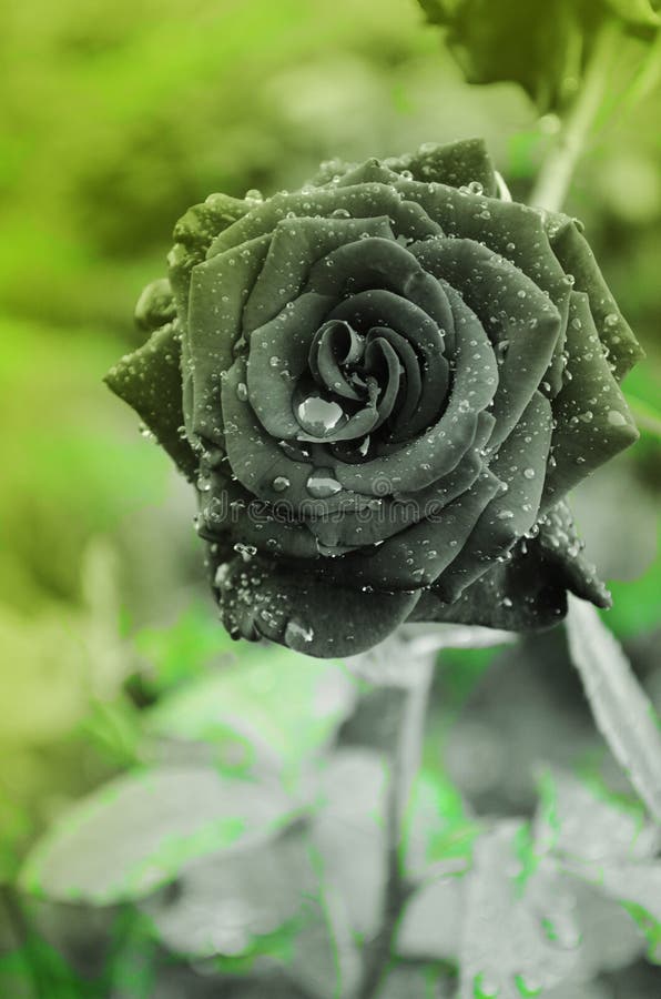 Black Roses on a Bush in a Garden. Black Rose Flower Stock Photo ...