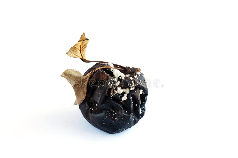 150 Rotten Apple Slice Stock Photos - Free & Royalty-Free Stock Photos ...