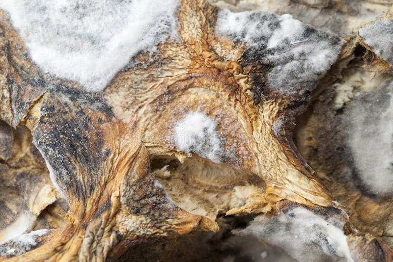 Black rotten spot stock image. Image of background, biology - 101456573