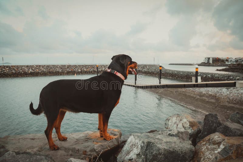 Black Rottweiler Dog Standing on the Rock at the Beach Stock Photo ...