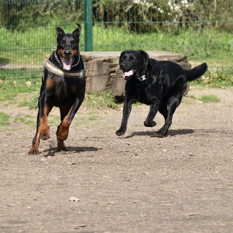 Black Rottweiler Labrador and a Retriever in a Running Competition at ...