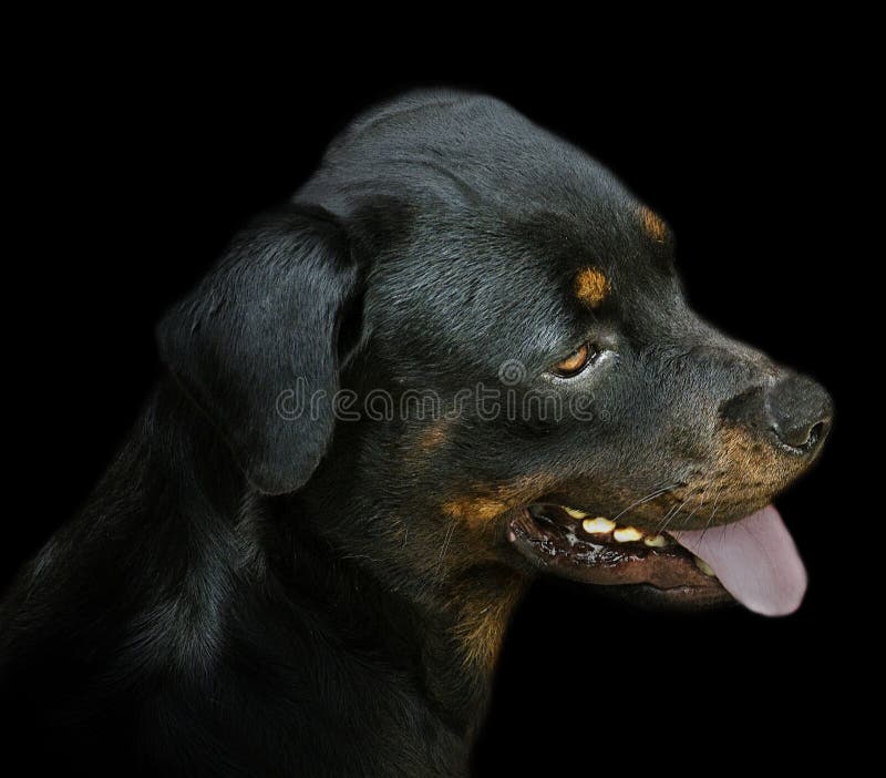 Angry Rottweiler Wallpaper