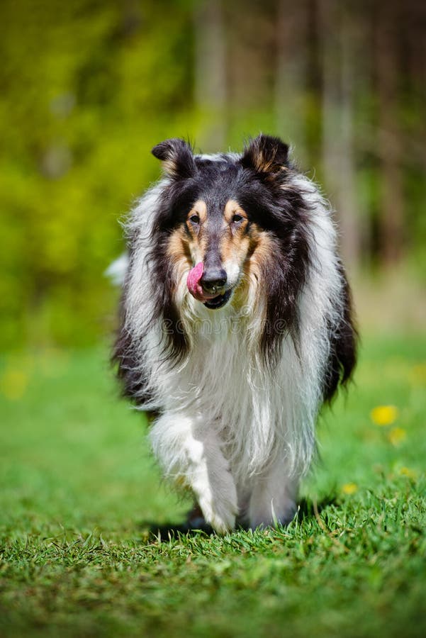Black rough collie dog stock image. Image of pedigreed - 40709263