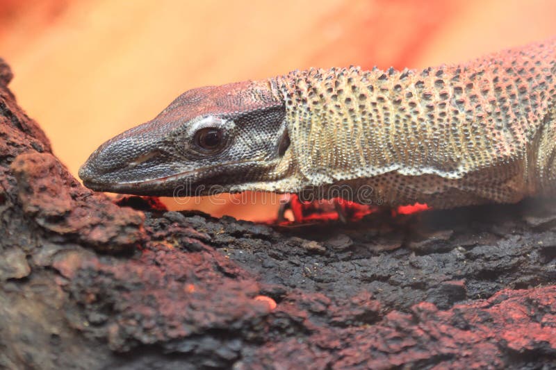 Black roughneck monitor stock photo. Image of varanus - 295331416