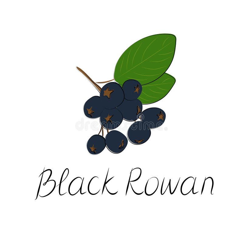 Black Rowan Icon. Black Mountain Ash Sign. Flat Isolated Icon. Vector ...