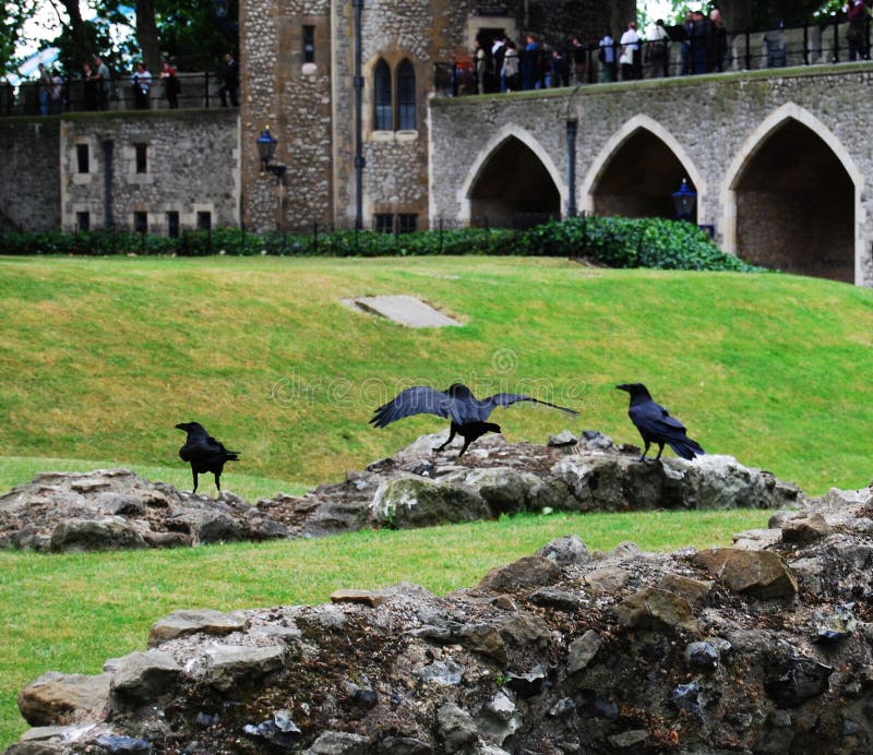 Black Royal Raven In The Tower Of London. London, England Stock Photo ...