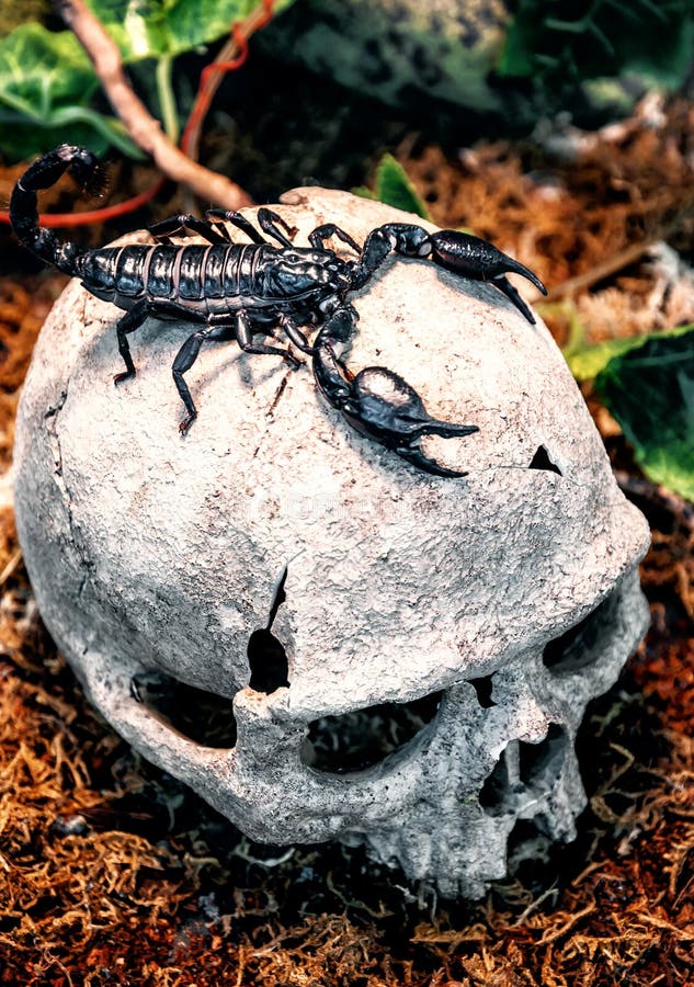 Scorpion Front View Stock Photos - Free & Royalty-Free Stock Photos ...