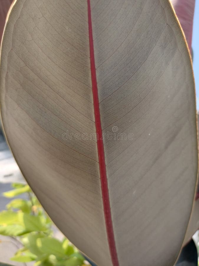 Black Rubber Tree Leaves India on the Back Stock Photo - Image of black ...