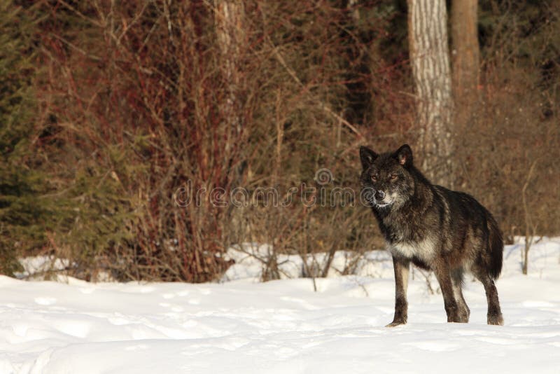 Black rules the night stock image. Image of marking, monogamous - 36703223