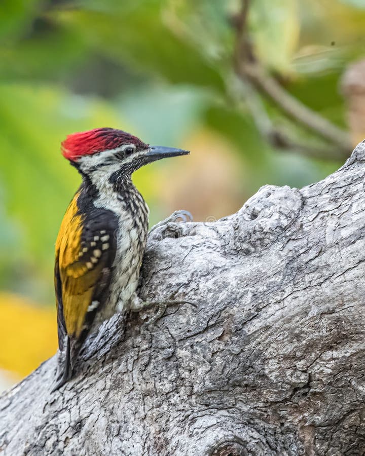 142 Black Rumped Flameback Tree Stock Photos - Free & Royalty-Free ...