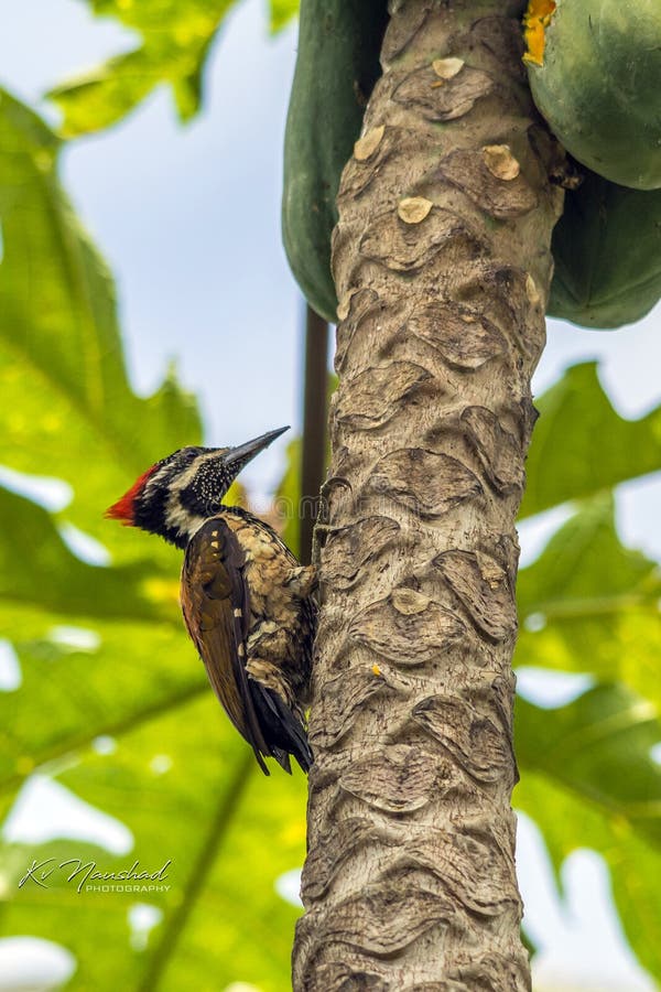 Black Rumped Flameback Woodpecker Stock Photo - Image of rumped ...