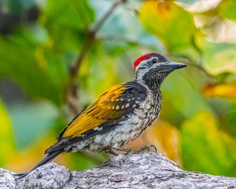 A Black Rumped Flameback Woodpecker Stock Photo - Image of beak ...