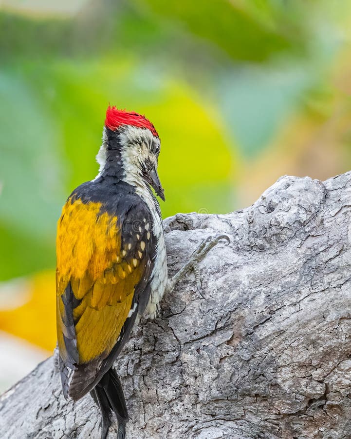 A Black Rumped Flameback Woodpecker Stock Photo - Image of beautiful ...