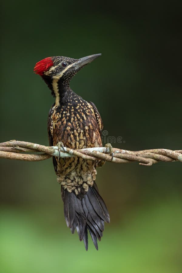 Black-rumped Flameback Wppdpecker Stock Image - Image of cheek, flame ...