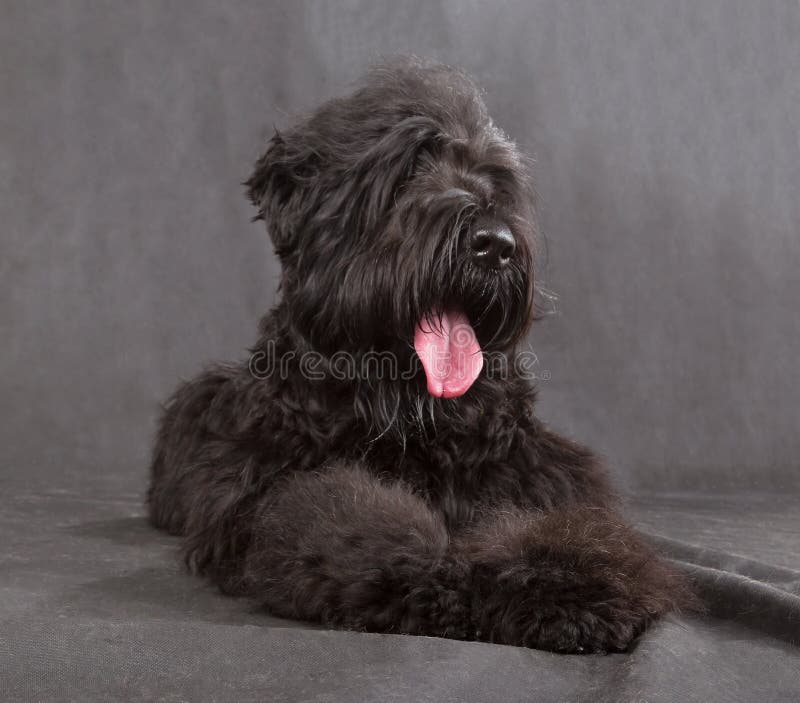 Black Russian Terrier Puppy on a White Background Stock Image - Image ...