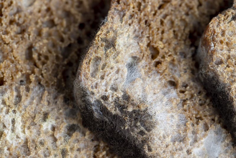 Black Rye Bread Covered with Black Mold Stock Photo - Image of damaged ...