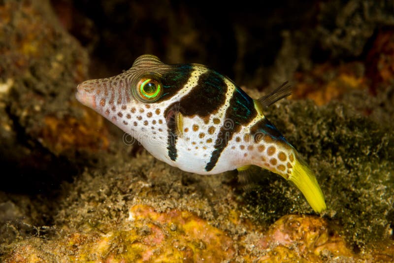Black-Saddled Toby Puffer Fish Stock Image - Image of puffer, cute: 392839
