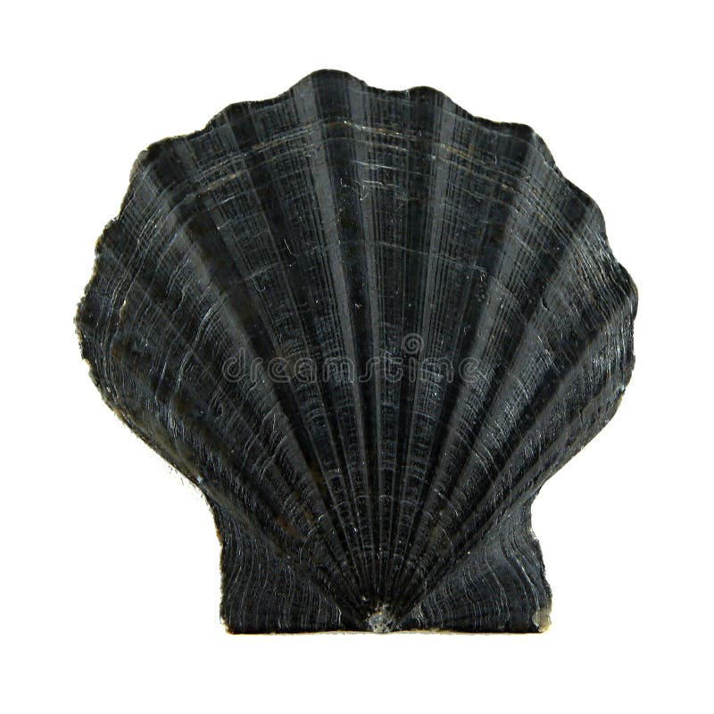 Black Saint Jacobs Shell Pecten Stock Photo - Image of beach, object ...