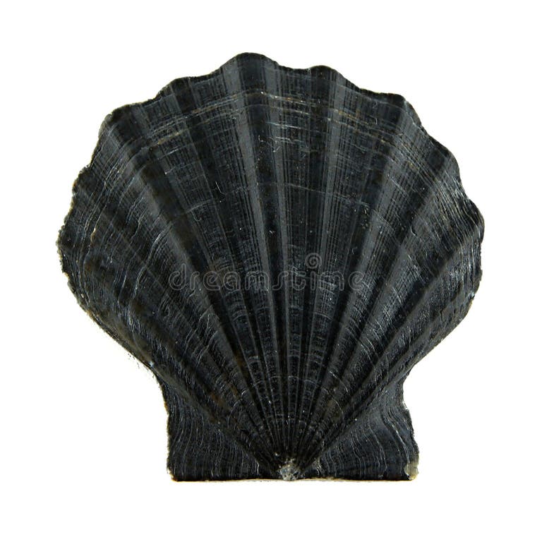 Black Saint Jacobs Shell Pecten Stock Photo - Image of beach, object ...