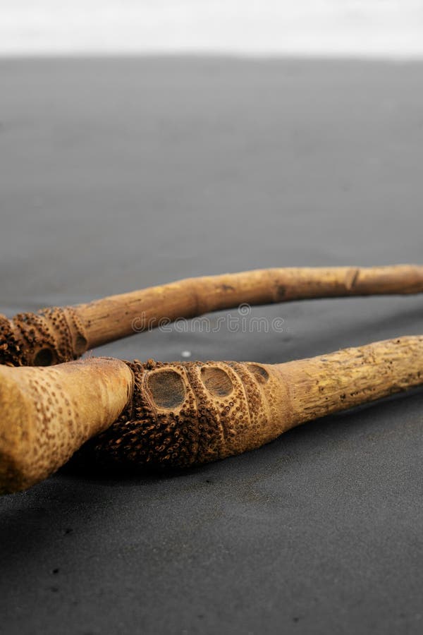 Sand and branch stock image. Image of froth, light, black - 27685049