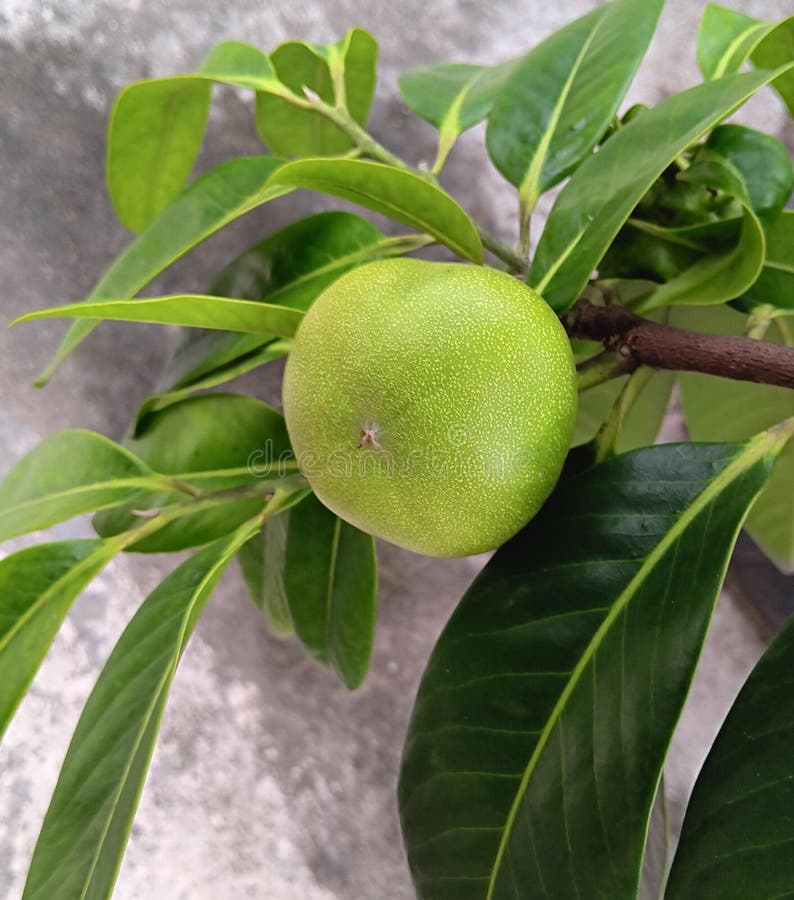 148 Black Sapote Stock Photos - Free & Royalty-Free Stock Photos from ...