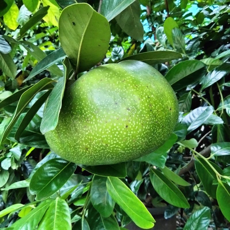 172 Sapote Tree Stock Photos - Free & Royalty-Free Stock Photos from ...