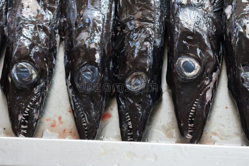 Black scabbard fish stock image. Image of black, madeira - 18008609