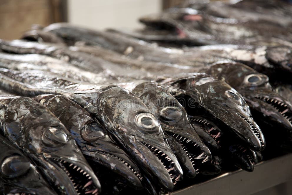 Black Scabbard Fish stock image. Image of black, weird - 23076411