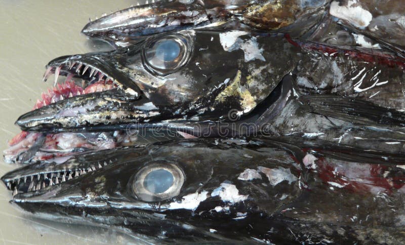 Black Scabbardfish, Madeira Island Stock Image - Image of fishing, dark ...