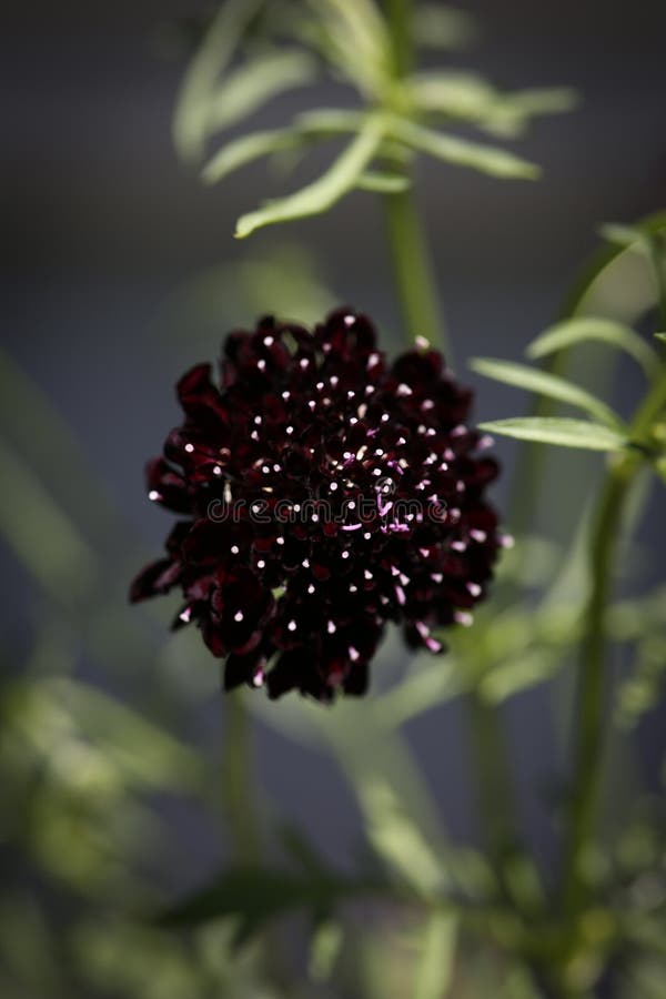Black Scabiosa Pincushion Flower Stock Photo - Image of macro, black ...