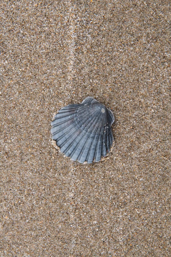 Black Scallop Pectinidae Shell Stock Image - Image of shell, black ...