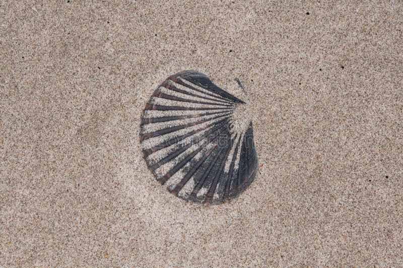 Black Scallop Pectinidae Shell Stock Image - Image of eaten, sand: 36956147