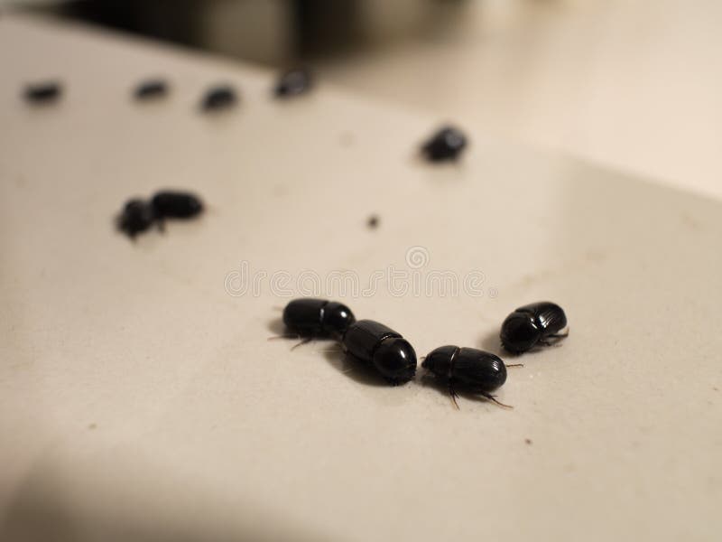 Black Scarab Insect Crawling Stock Photo - Image of black, biology ...