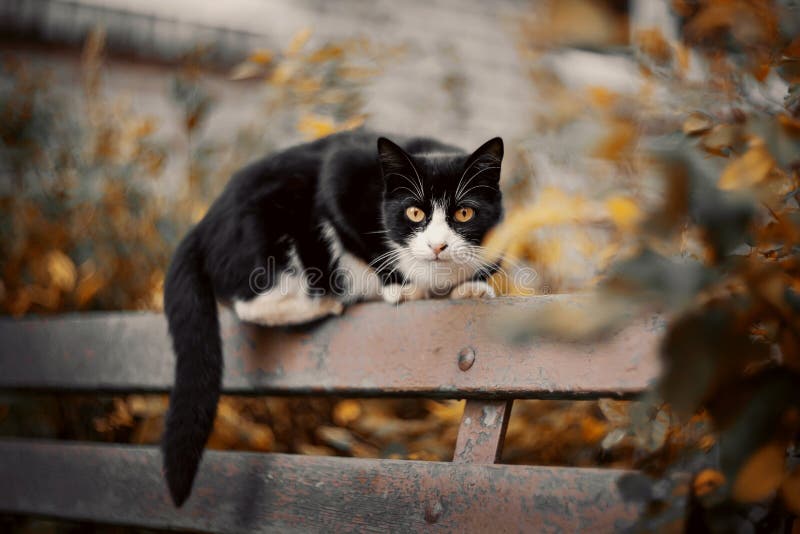 A Black Scared Cat is Sitting on a Bench Stock Photo - Image of black ...