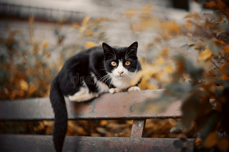 A Black Scared Cat is Sitting on a Bench Stock Image - Image of feline ...