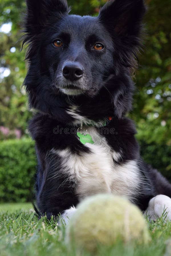Black Schipperke Dog on White Background Stock Photo - Image of ...