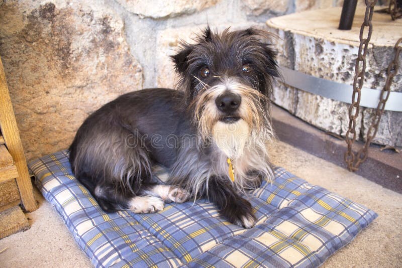 Angry Schnauzer Stock Photos - Free & Royalty-Free Stock Photos from ...