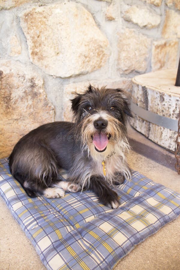 Angry Schnauzer Stock Photos - Free & Royalty-Free Stock Photos from ...