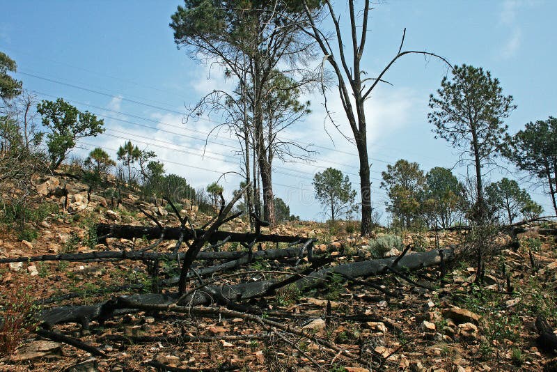 BLACK SCORCHED and BURNT FALLEN TREE TRUNKS after a FIRE Stock Image ...