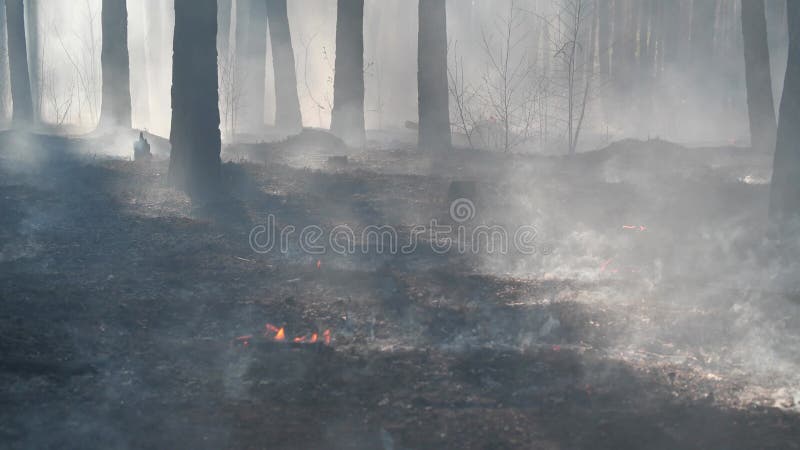 Black Ground after Fire in Forest Stock Video - Video of extinguish ...