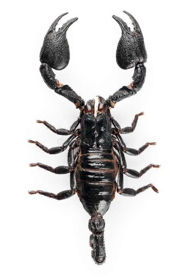 Black Scorpio Species Heterometrus Cyaneus Stock Image - Image of ...