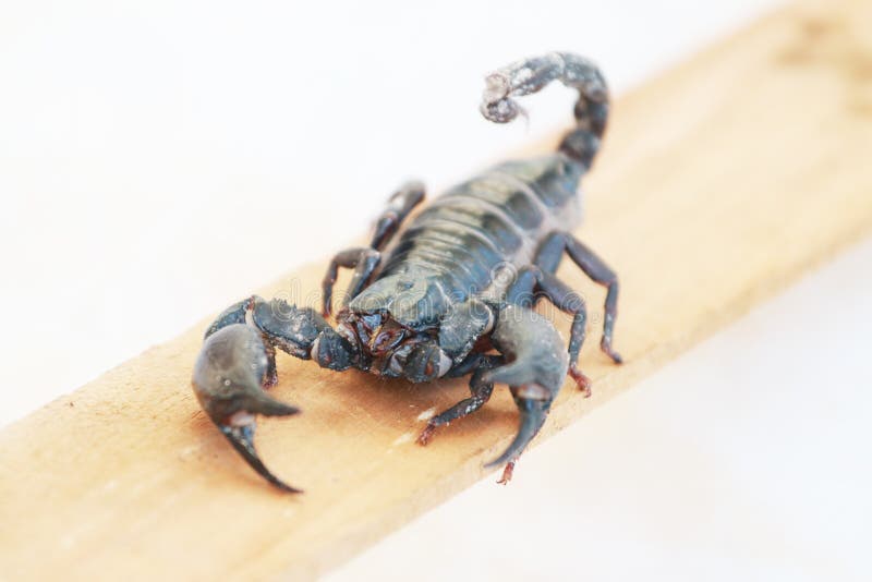 Black scorpion. stock photo. Image of fear, scary, insect - 55951956