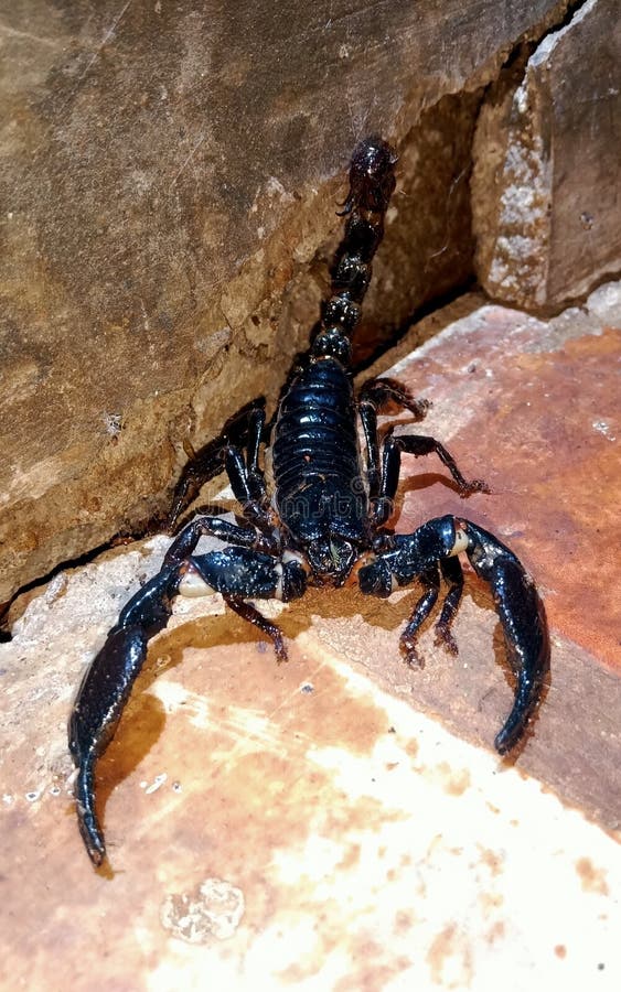 305 Spider Position Stock Photos - Free & Royalty-Free Stock Photos ...