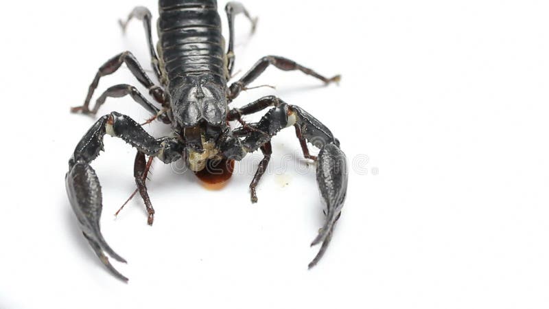 Black Scorpion Eating Insect Stock Footage - Video of insect, eating ...