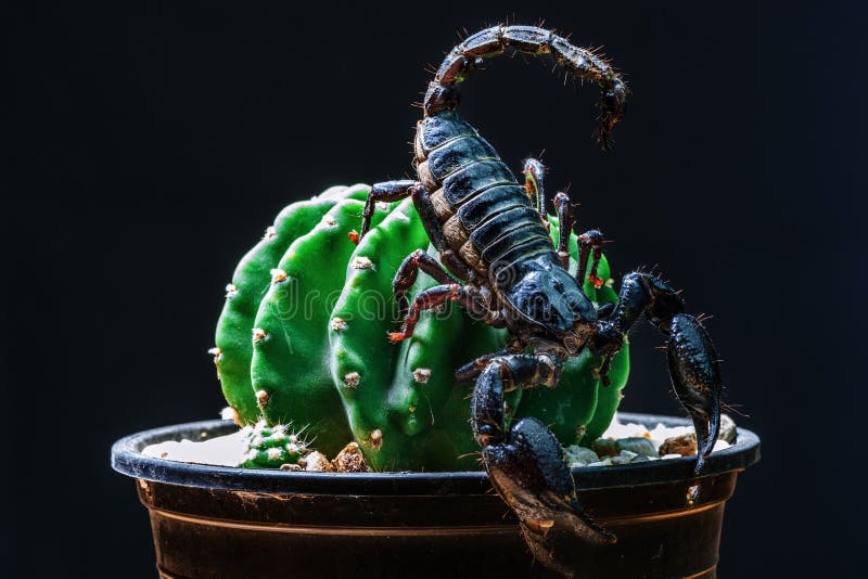 A Black Scorpion Perched on a Cactus in a Pot Stock Photo - Image of ...