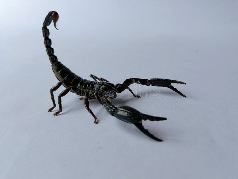 Venomousanimals Stock Photos - Free & Royalty-Free Stock Photos from ...