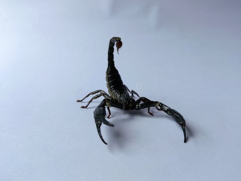 The Black Scorpion is in a Position Ready To Attack Its Prey. Stock ...