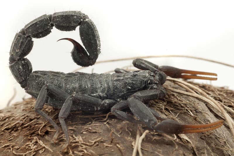 Black Scorpion Ready To Strike Stock Image - Image of background ...