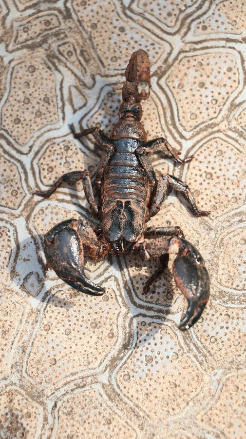 Scorpion tail stock photo. Image of emperor, tail, black - 39542102