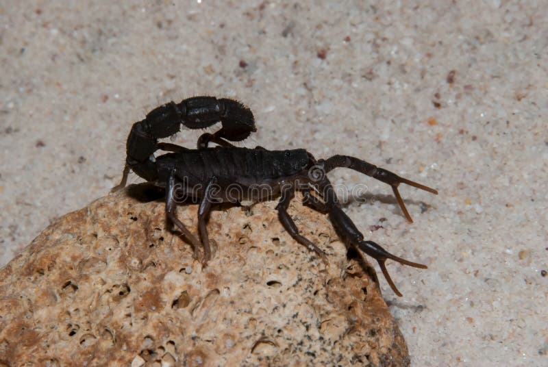 Black Scorpion stock image. Image of inverts, claws - 121156753